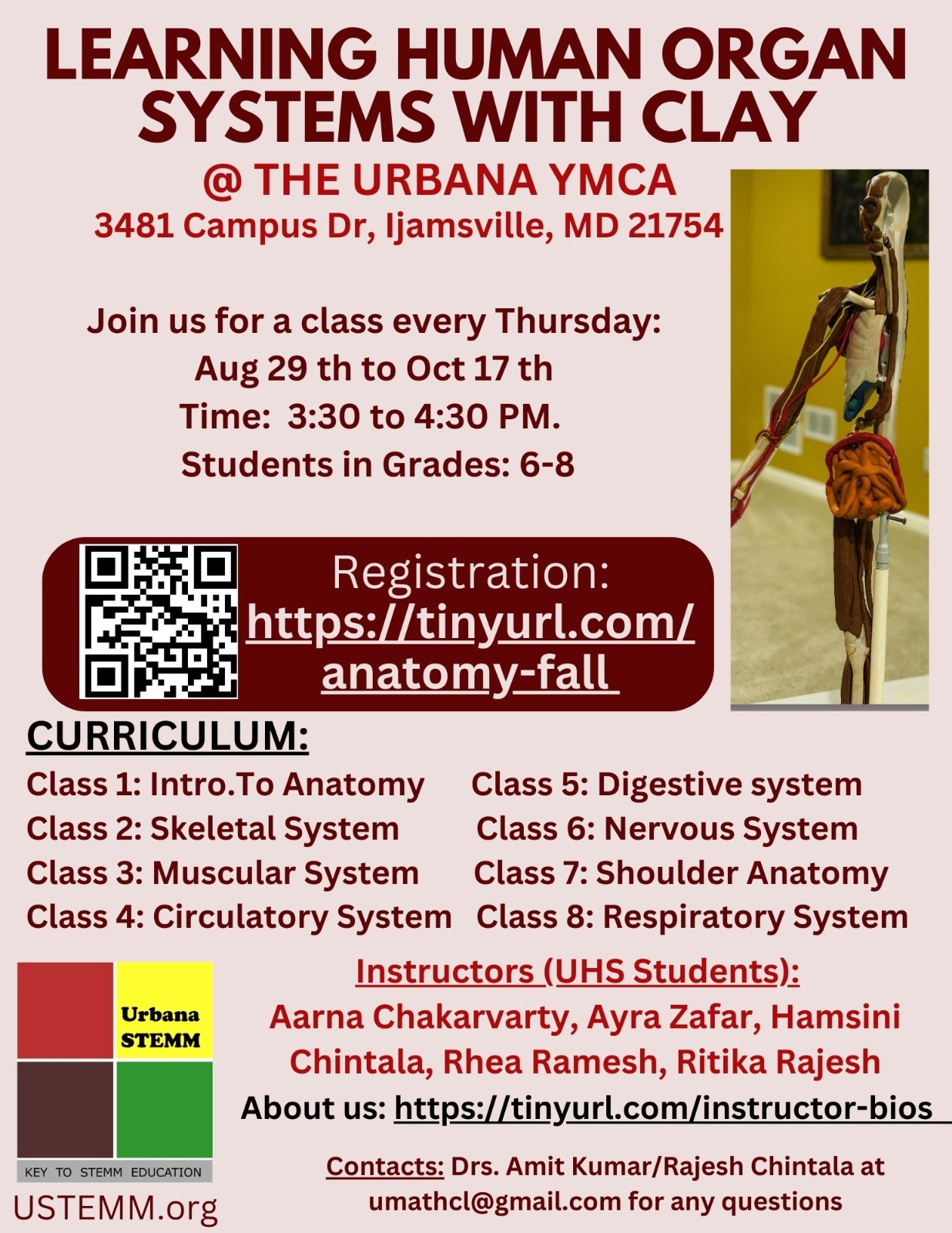 Learn About Human Organ Systems with Clay! – Urbana STEMM